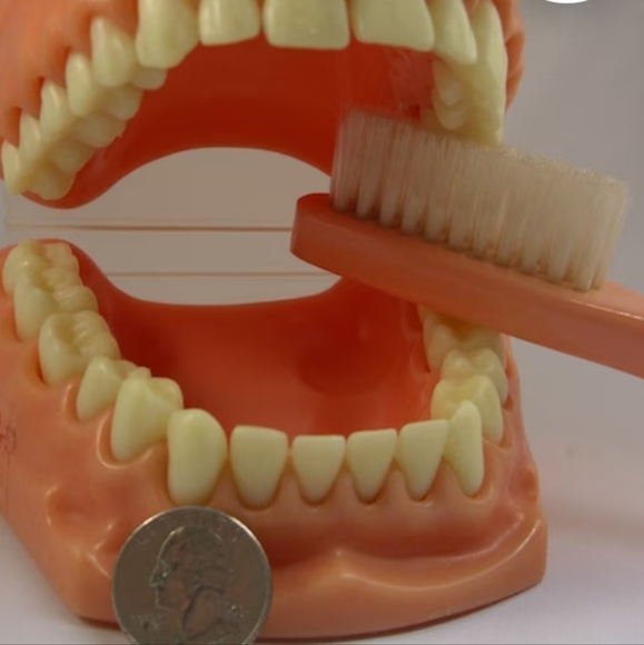 Vintage | Other | Vintage Jumbo Dental Model Of Gums Teeth | Poshmark